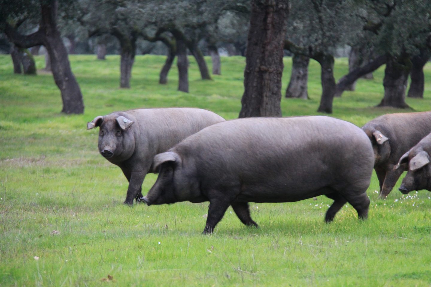 Ibérico-Schinken - Ein „Leckerbissen für Auserwählte" - Spanien Aktuell
